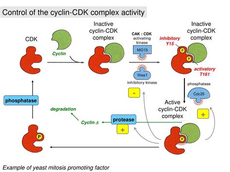 Ppt Cell Cycle Control Powerpoint Presentation Free Download Id 6327784