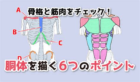 骨格と筋肉をチェック！ 胴体を描く6つのポイント いちあっぷ