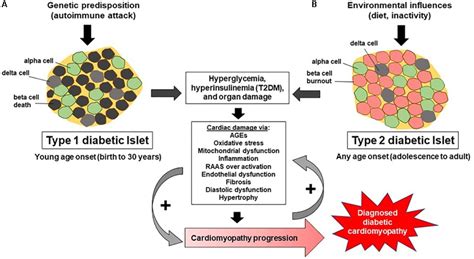 Diabetic Cardiomyopathy Impact Of Biological Sex On Disease Development And Molecular