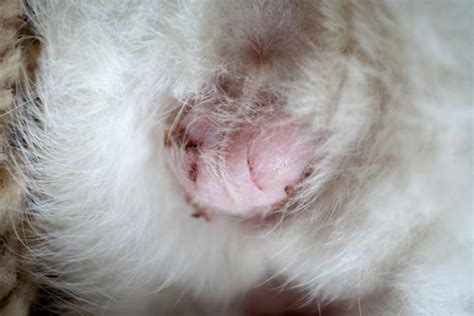 Auroch Universidad Merecer A Que Edad Se Puede Castrar Un Gato Macho