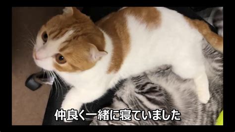 仲良く一緒におねんね Youtube
