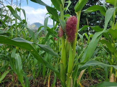 Cosecha De Chilote De Primera Alcanza 220 Mil Docenas Radio La Primerisima