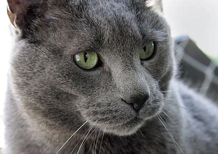 Free Photo Cat Koreashorthair Cute Short Hair Cat Nose Short