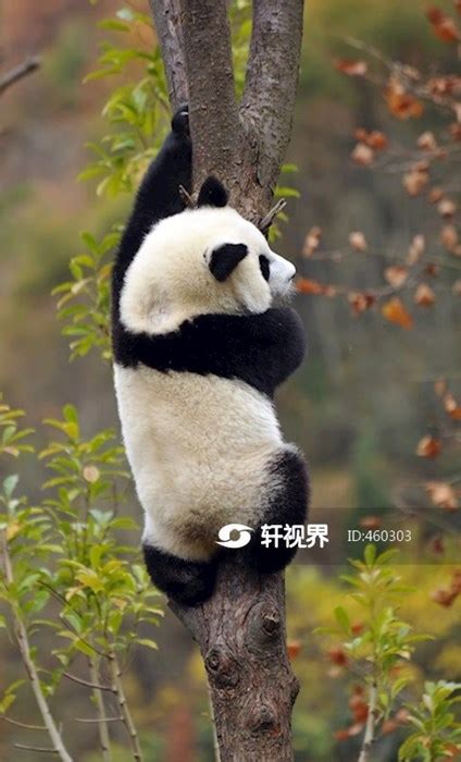 四川卧龙大熊猫繁育基地 图片 轩视界