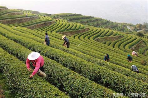 春茶廣受歡迎這是理所當然嗎這三點愛茶人必須要知道 每日頭條