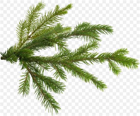 Pine Tree Branch Fir Png X Px Pine Branch Christmas