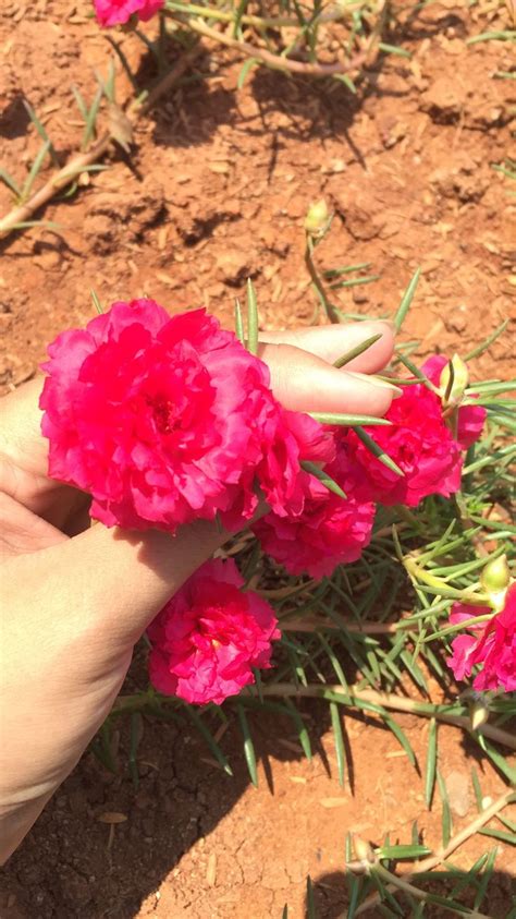 Flawer Bunga Kecantikan Wanita