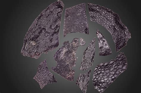 Nearly 300 Million Year Old Oldest Known Fossilized Reptile Skin Found