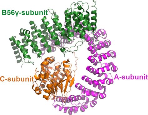 Pp2a Structure