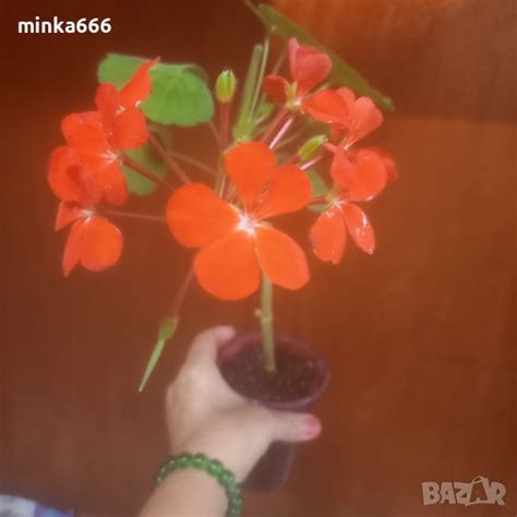 Оранжево мушкато в Стайни растения в гр Бургас Id41397737 Bazar Bg