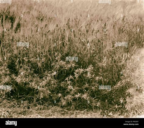 Some Seed Fell Among Thorns 1934 Middle East Israel And Or Palestine