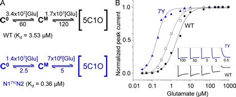 n17y n2 nmda receptors have increased affinity for glutamate a