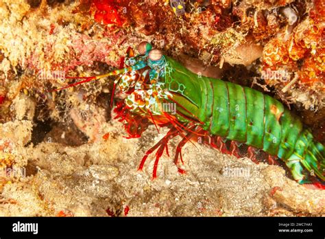 Malaysia Sabah Kapalai Peacock Mantis Shrimp Odontodactylus