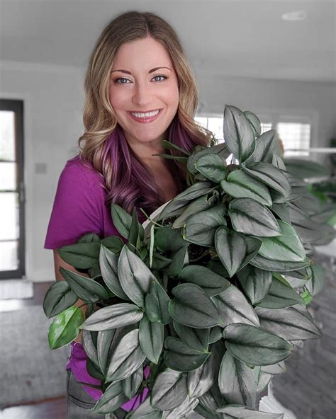 Scindapsus Archives By Brittany Goldwyn Plants And Projects