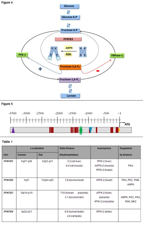 Pfkfb3 6 Phosphofructo 2 Kinasefructose 26 Biphosphatase 3