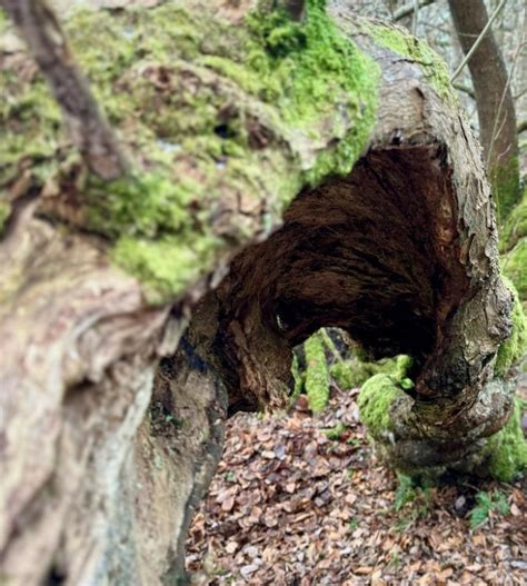 Veteran Tree Surveying Devon Tree Consultant Tree Inspections Devon