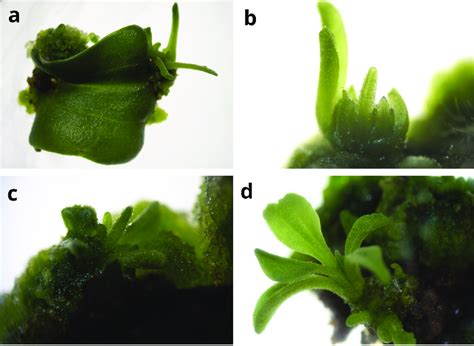 Morphogenic Callus Induction And Shoot Regeneration In D Trojana From