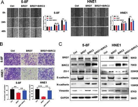 Restoration Of Birc2 Expression Reverses The Inhibitory Effect Of Brd7