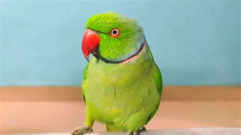 Parrot Repeats Everything You Say Youtube
