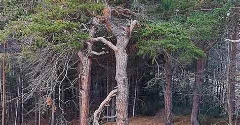I Love How This Tree Is Doing Its Own Thing Imgur