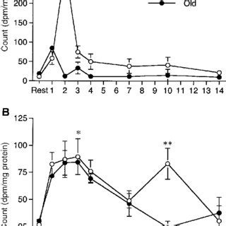 Changes In 3 H Thymidine A And 14 C Leucine B Uptake During The