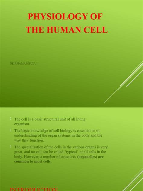 Morphological Function Of The Cell Presentation Ph Pdf Endoplasmic
