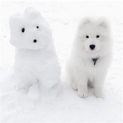 下雪天发的朋友圈文案 知乎