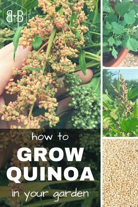 Growing Lentils Varieties Planting Guide Care Problems And Harvest