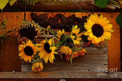 Sunflower Mixed Media 2 Photograph By Marjorie Imbeau Fine Art America