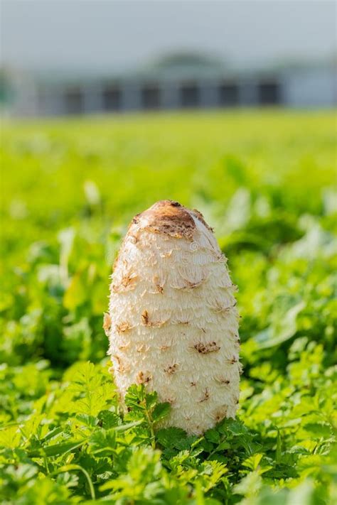 Shaggy Mane Wild Edible Mushroom Growing In A Country Meadow Stock