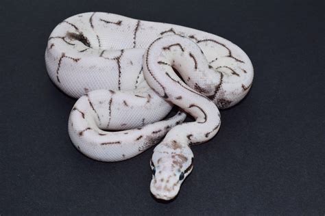 Axanthic Spider Ball Python