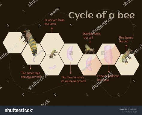 Mpreg Birth Crowning