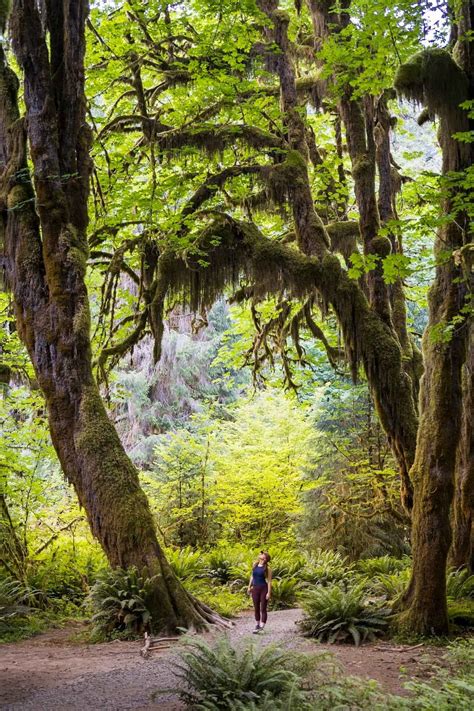 Tree Of Life Washington State S Most Unique Tree While It Lasts Uprooted Traveler