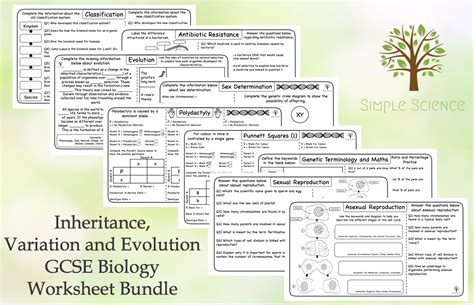 Inheritance Variation And Evolution Gcse Biology Paper 2 Worksheet Bundle Teaching Resources