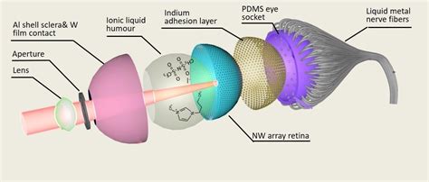 World First 3d Bionic Eye Could Enable Superhuman Sight Night Vision