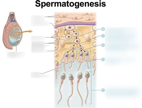 Spermatogenesis Diagram Quizlet