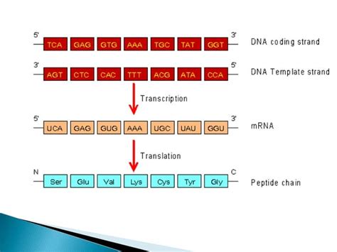 The Genetic Code Pptx