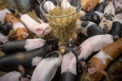 Are amino acids the missing link in the tail biting debate?
