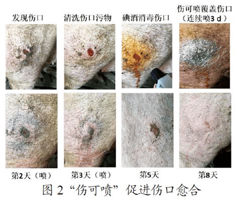 国药动保推荐阅读猪场兽医猪伤口的管理 影响 处理 科学