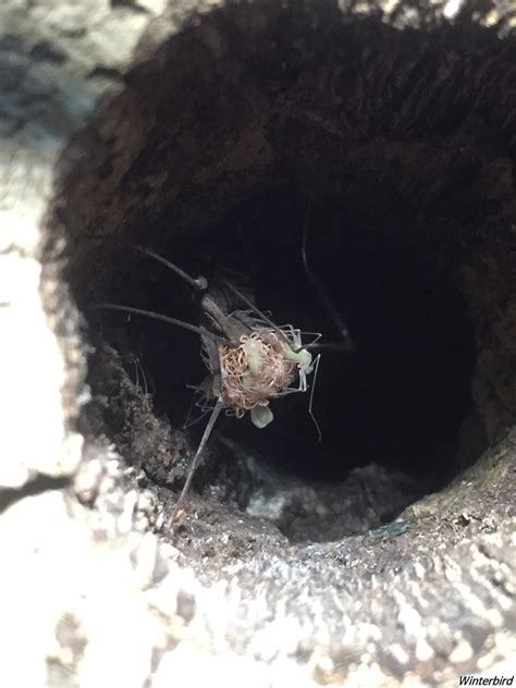 쿠벤시스 테일리스 휩 스콜피온 Paraphrynus Cubensis 두번째 브리딩 네이버 블로그