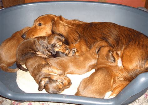 Top 10 Dachshund Breeding Rules Of Ethical Breeders
