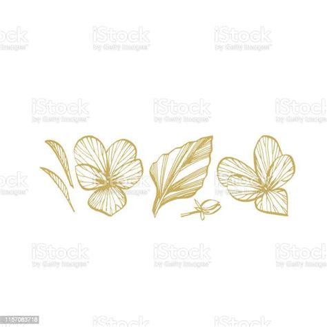 팬지 또는 데이지 꽃입니다 식물 그림 화장품 의학 치료 아로마 테라피 간호 패키지 디자인 필드 꽃다발에 적합합니다 손으로 그린