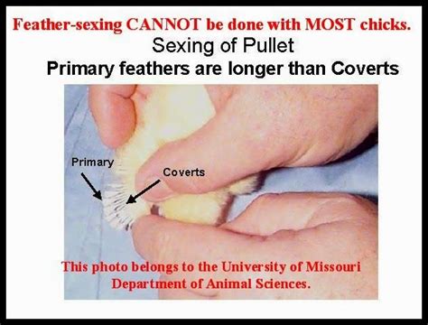 Feathers Wings Chickens Ducks Artofit