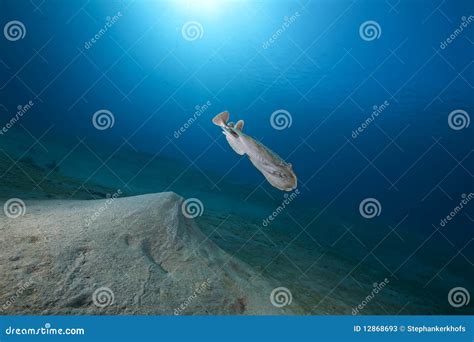 Leopard Torpedo Ray And Ocean Stock Image Image Of Colorful Coral 12868693