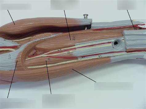 Bio 205 Lab Ventral Deep Forearm Muscles Diagram Quizlet