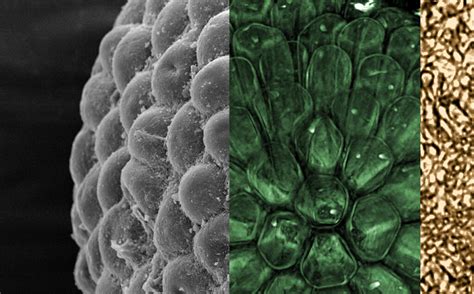 Fossil Algae With Modern Features Techzle
