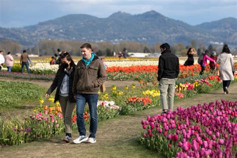 A Locals Guide To The 2024 Skagit Valley Tulip Festival Cascadia