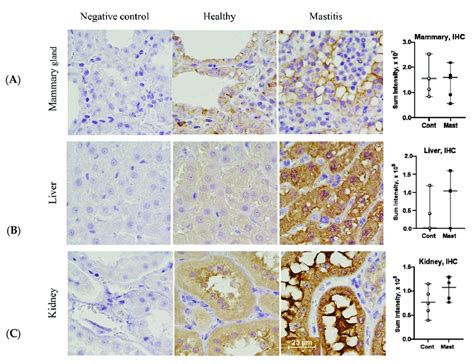 Ihc Staining Intensity For Soluble Epoxide Hydrolase Protein Median