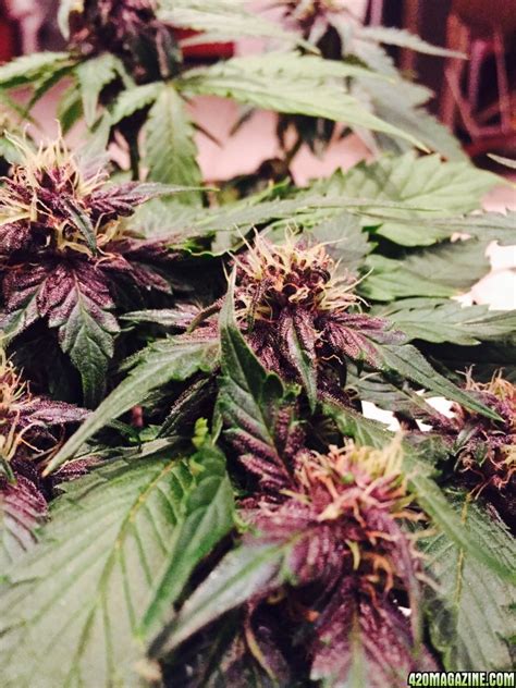 The Devils Beauty Dark Devil Strain 420 Magazine