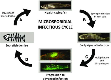 Schematic Depiction Of Microsporidial Infection In Zebrafish Infection